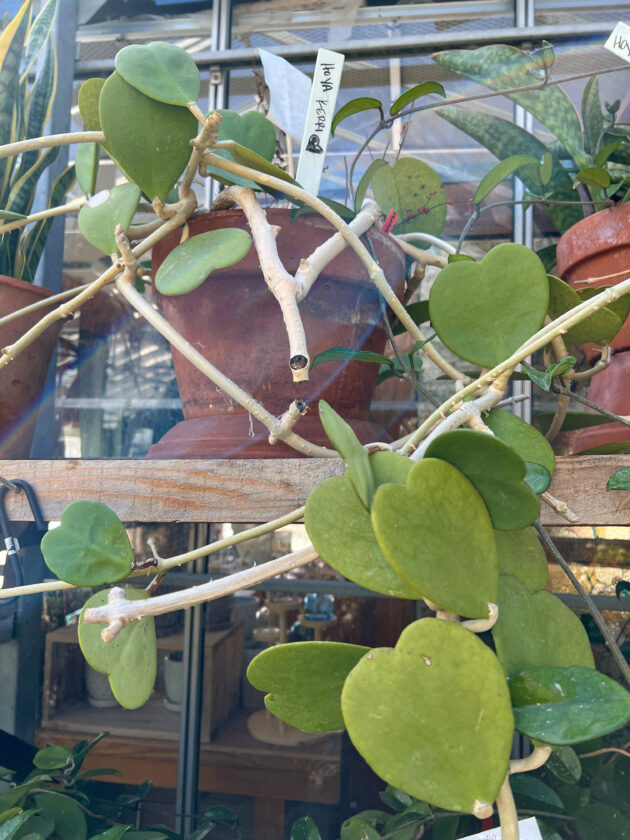 Meet the succulents that look like hearts and tails | News, Sports ...